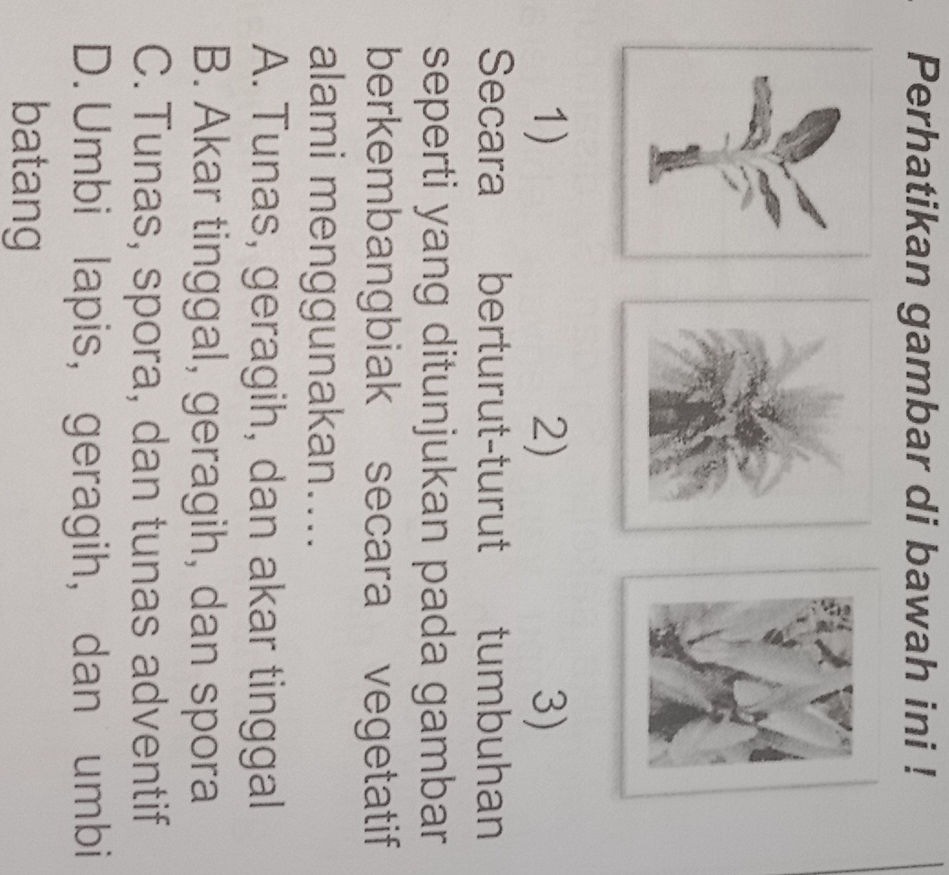 Perhatikan gambar di bawah ini! Secara | StudyX