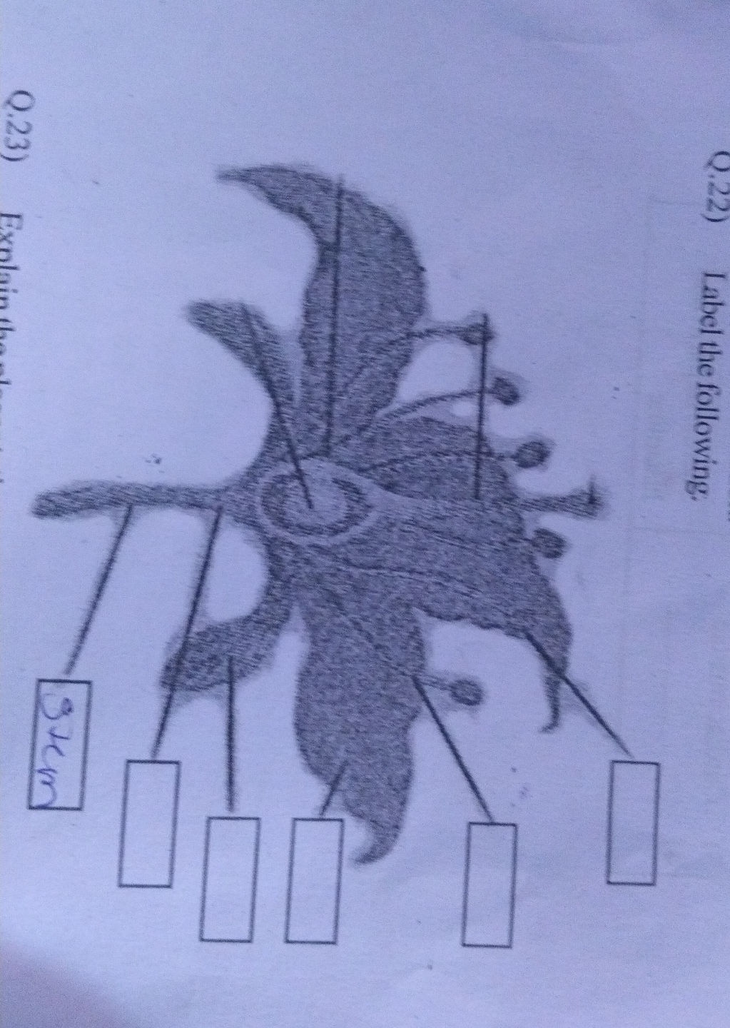 Q.22) Label the following: [Diagram of a | StudyX