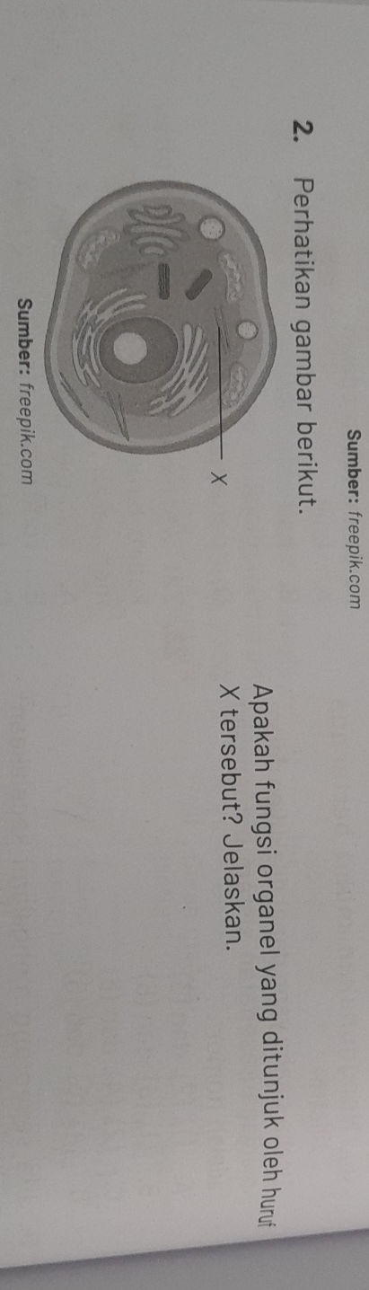 2. Perhatikan gambar berikut. X Apakah | StudyX