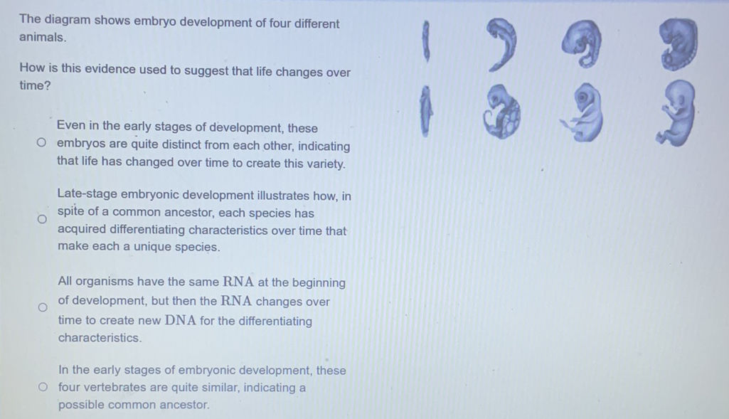 The diagram shows embryo development of four | StudyX