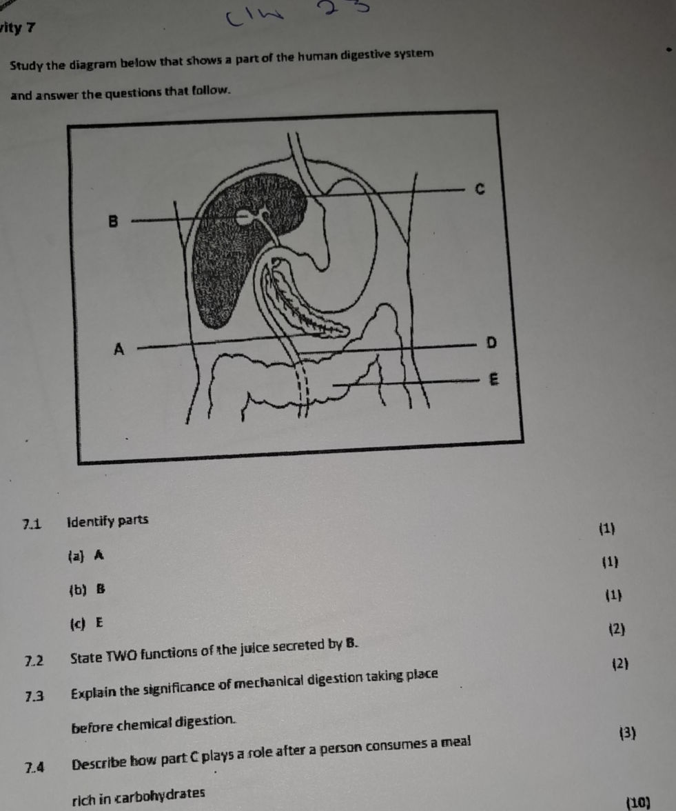 Study the diagram below that shows a part of | StudyX