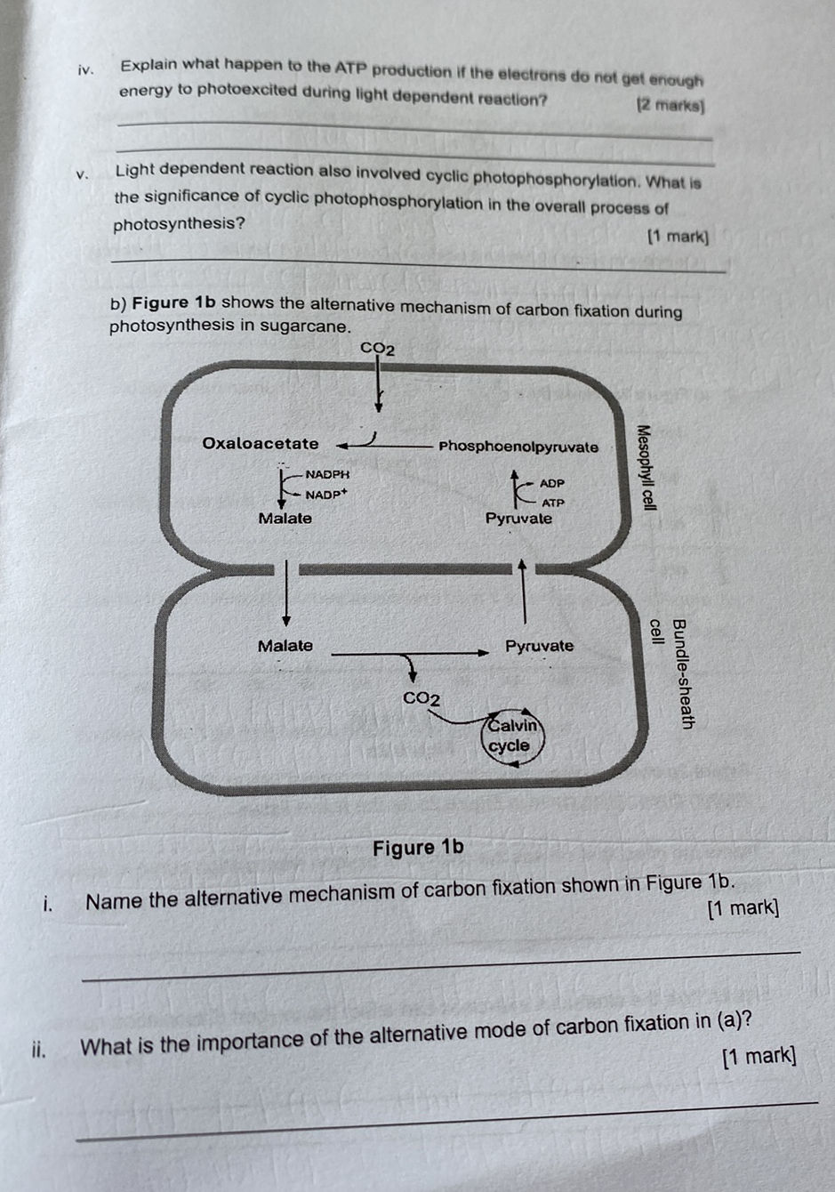 iv. Explain what happen to the ATP | StudyX