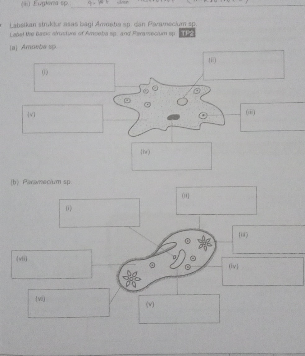 Labelkan struktur asas bagi Amoeba sp. dan | StudyX