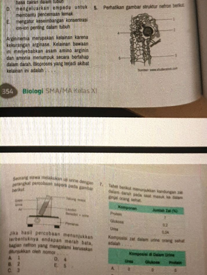 5. Perhatikan gambar struktur nefron | StudyX