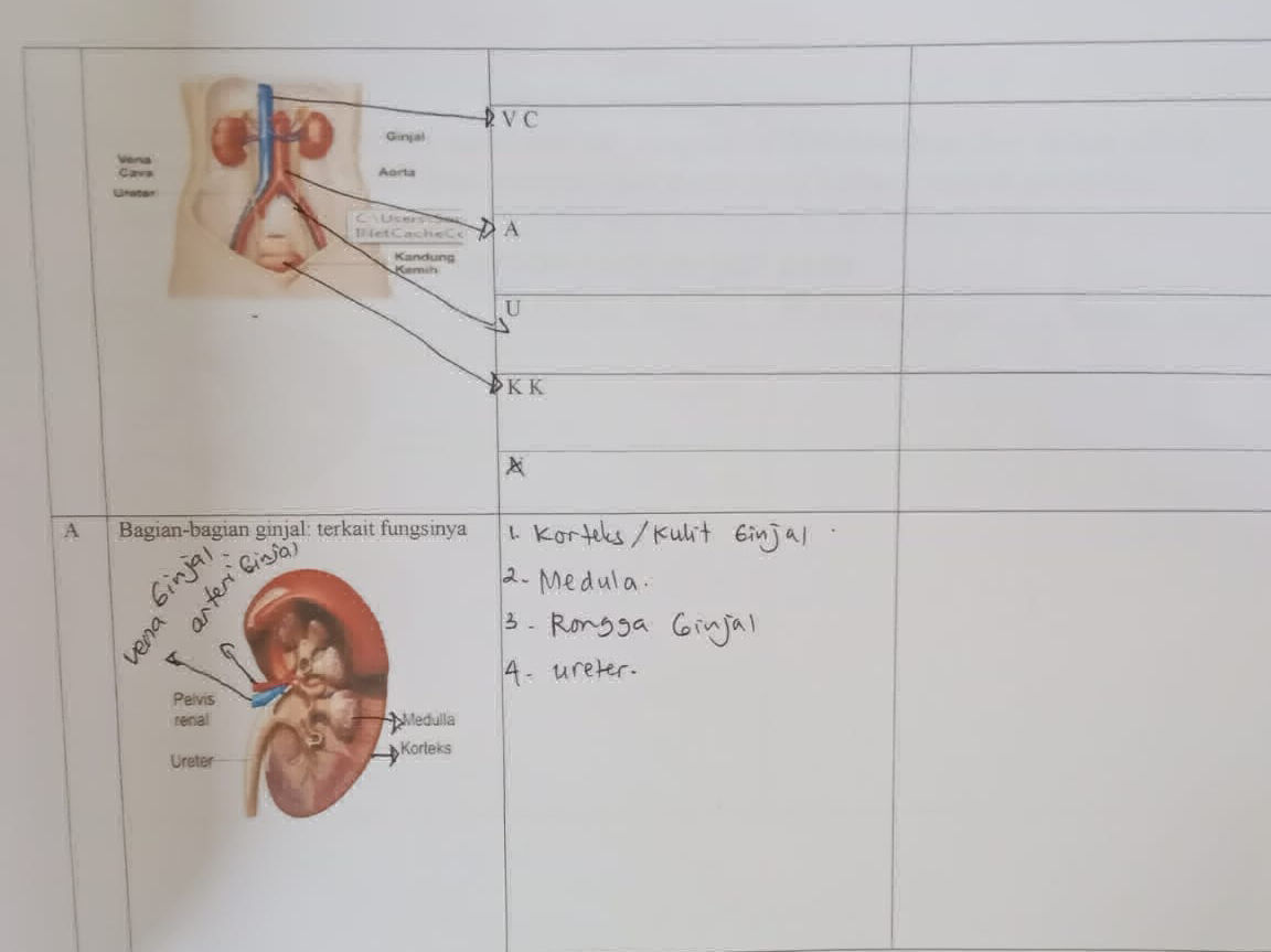 Bagian-bagian ginjal: terkait fungsinya 1. | StudyX