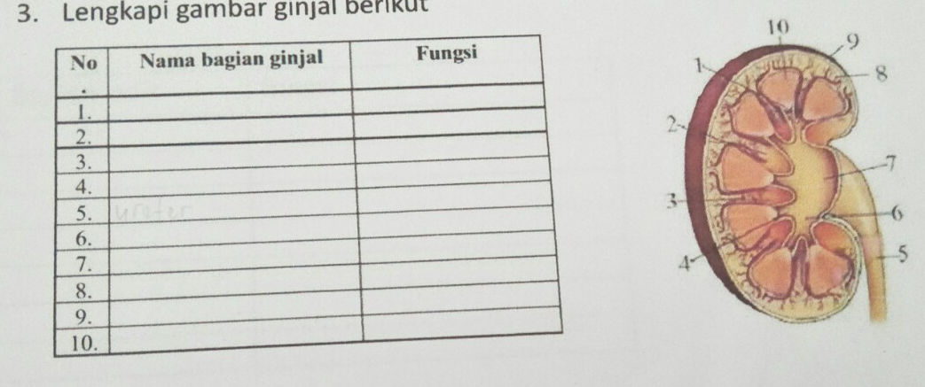 3. Lengkapi gambar ginjal berikut | No | | StudyX