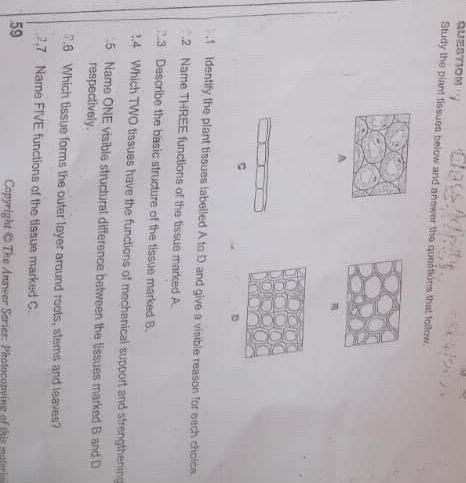 Study the plant tissues below and answer the | StudyX