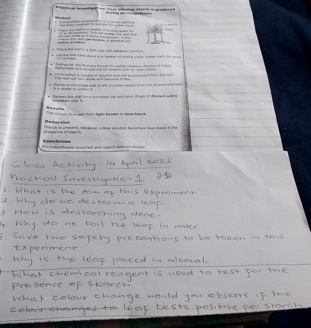 Practical Investigation: Test whether starch | StudyX
