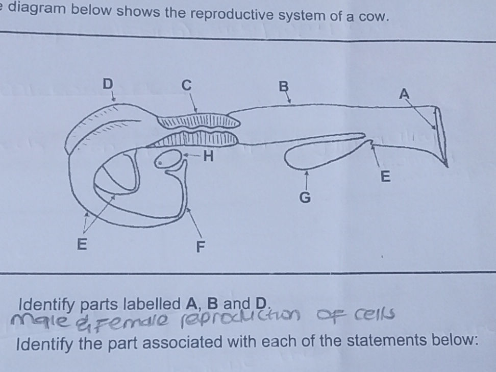 Identify parts labelled A, B and D. Male | StudyX