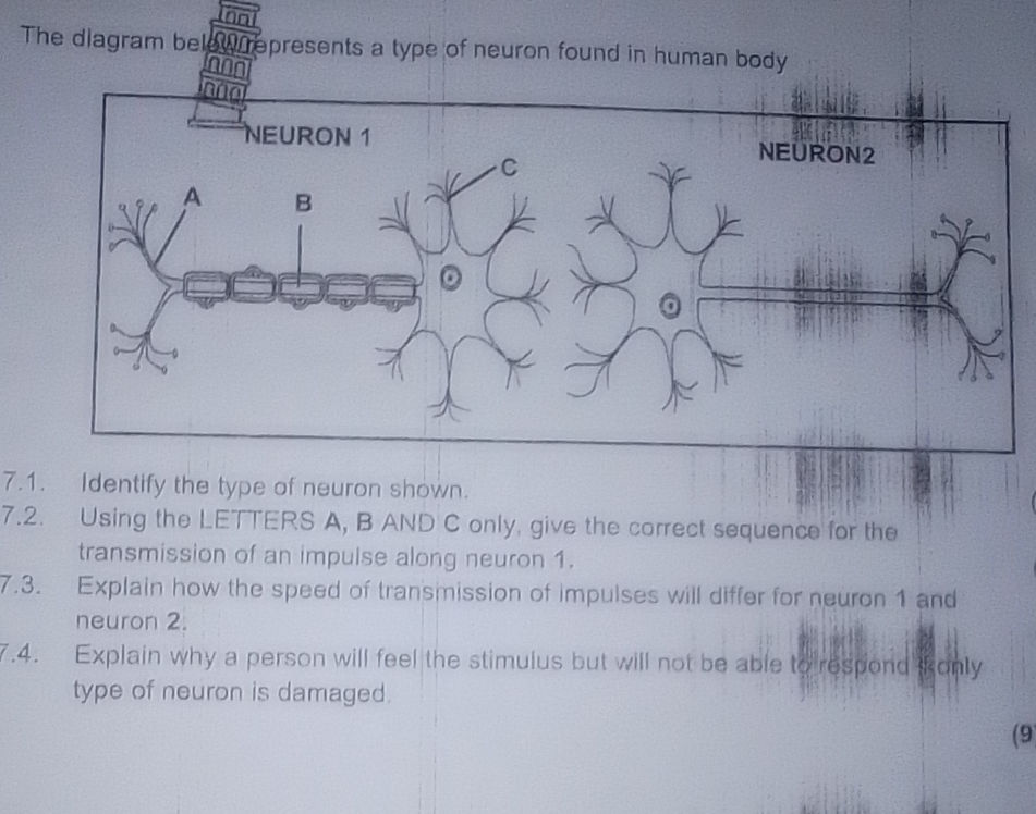 7.1. Identify the type of neuron shown. | StudyX