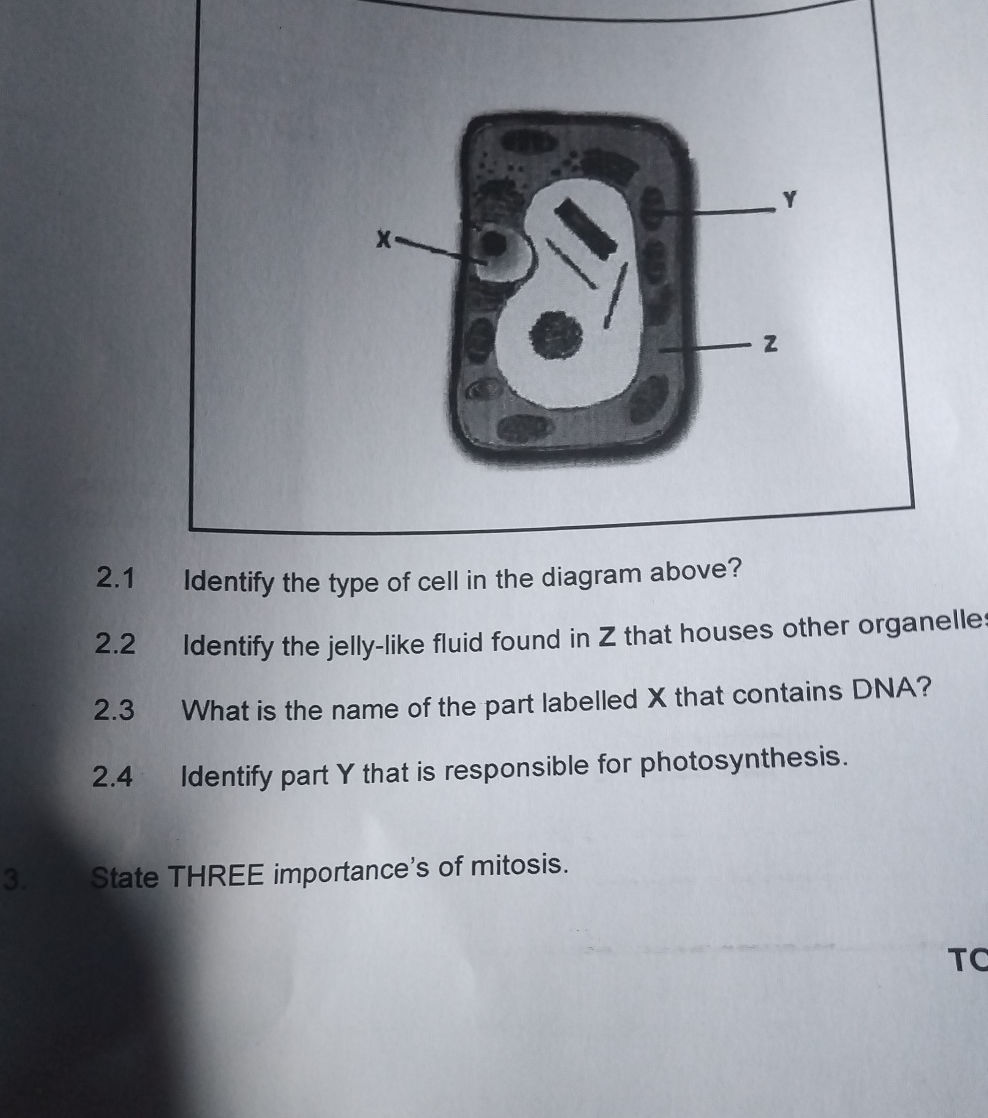 2.1 Identify the type of cell in the diagram | StudyX