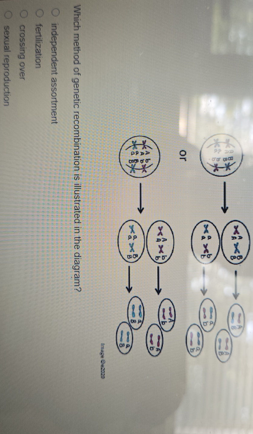 Which method of genetic recombination is | StudyX