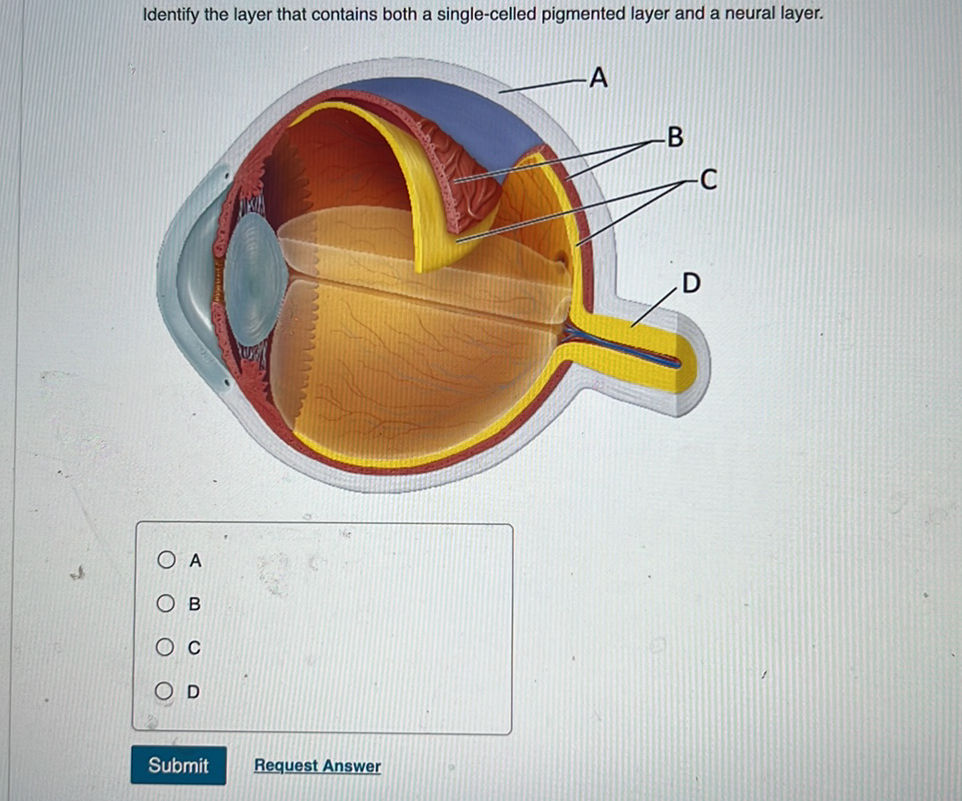 Identify the layer that contains both a | StudyX