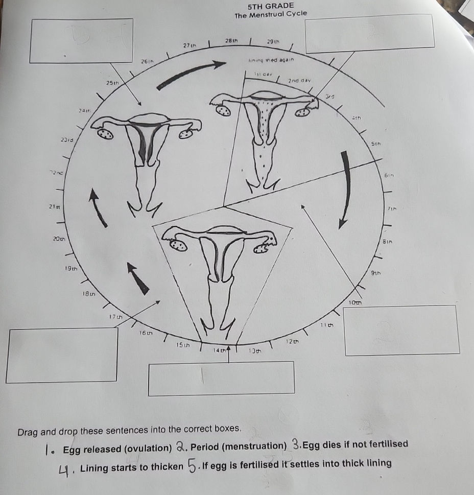 Drag and drop these sentences into the | StudyX