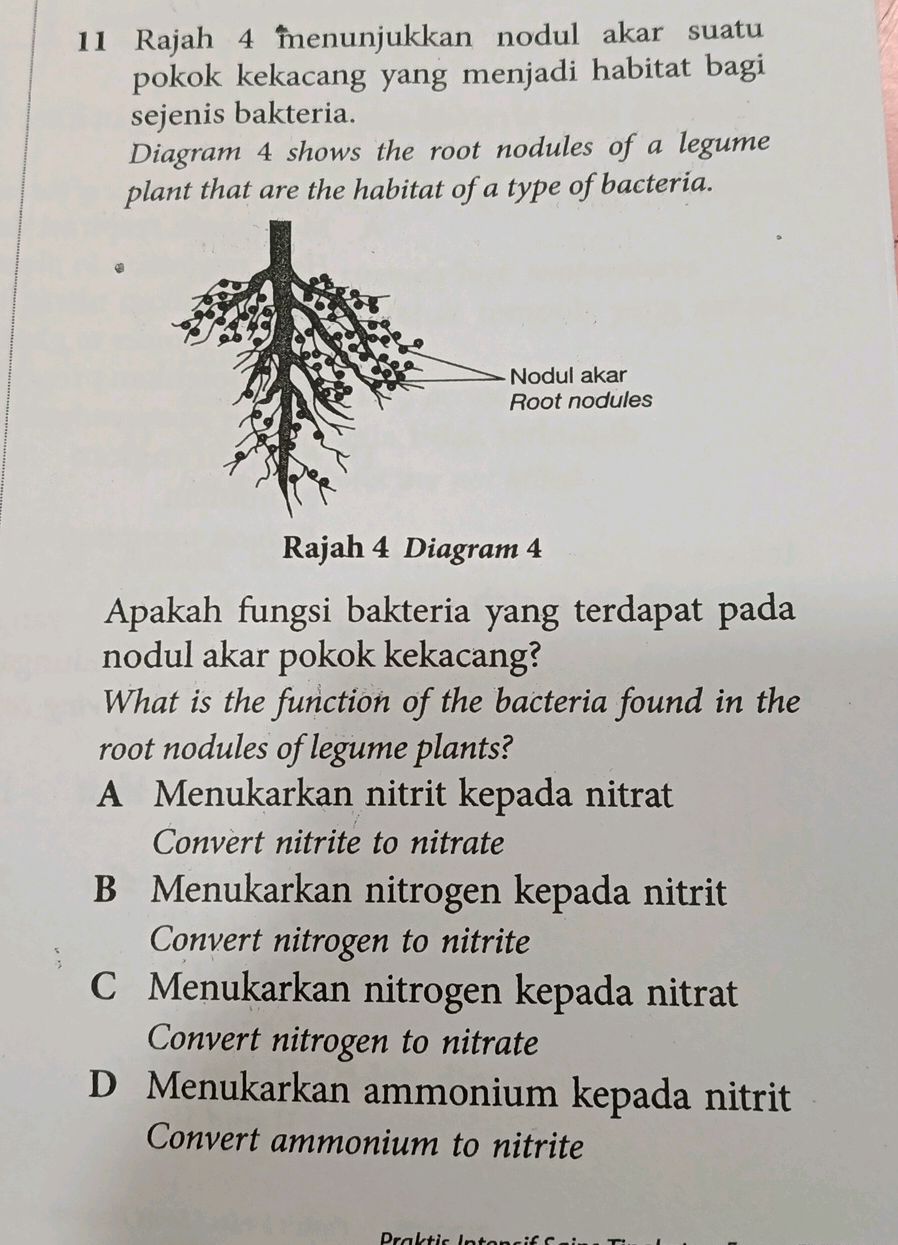 Apakah fungsi bakteria yang terdapat pada | StudyX
