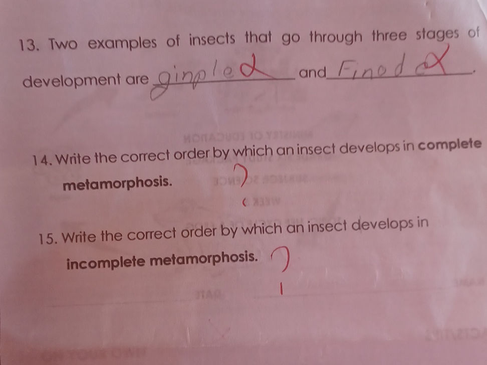 13. Two examples of insects that go through | StudyX