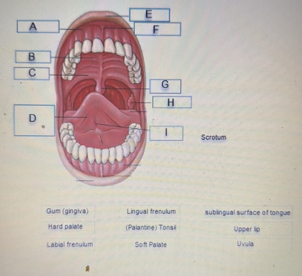 The image shows a diagram of the mouth with | StudyX