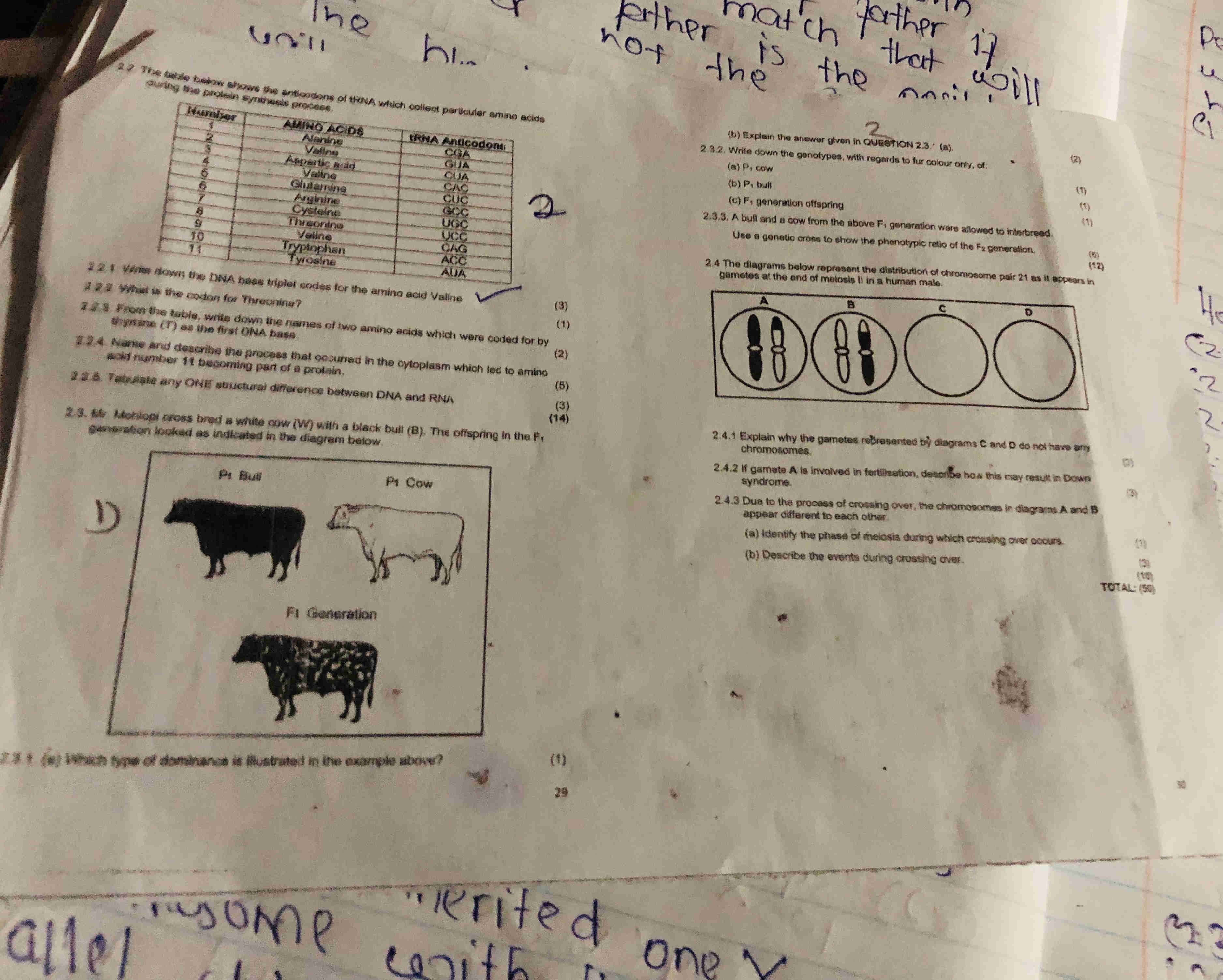 2.2 The table below shows the anticodone of | StudyX