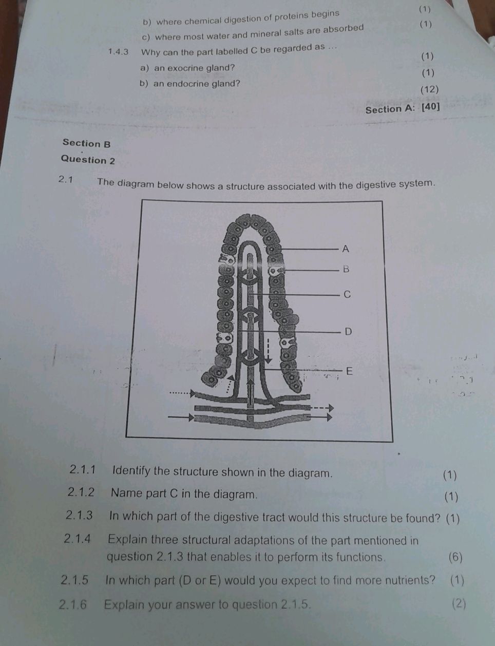 1.4.3 Why can the part labelled C be | StudyX