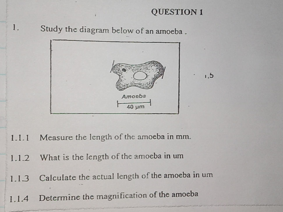 1. Study the diagram below of an amoeba. | StudyX