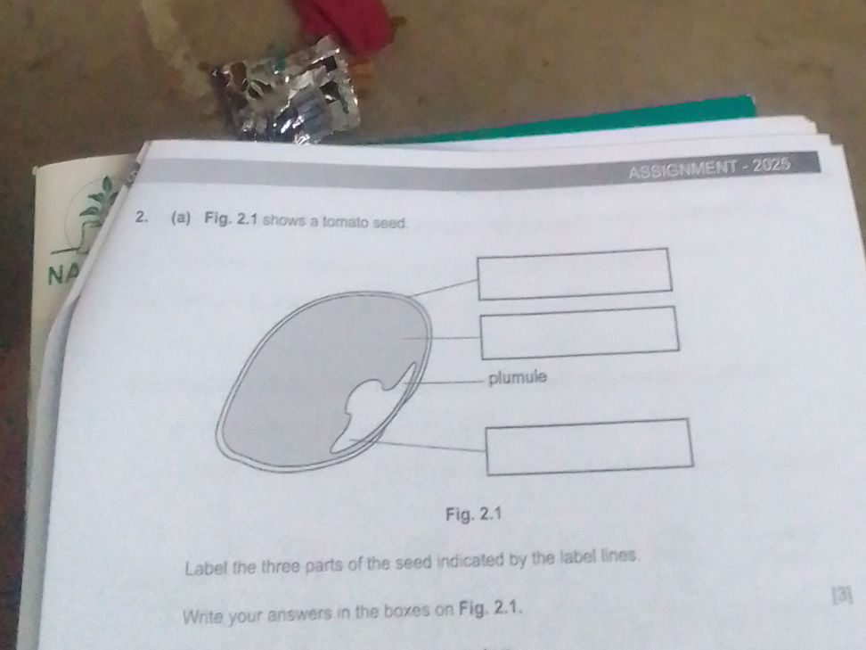2. (a) Fig. 2.1 shows a tomato seed. Label | StudyX