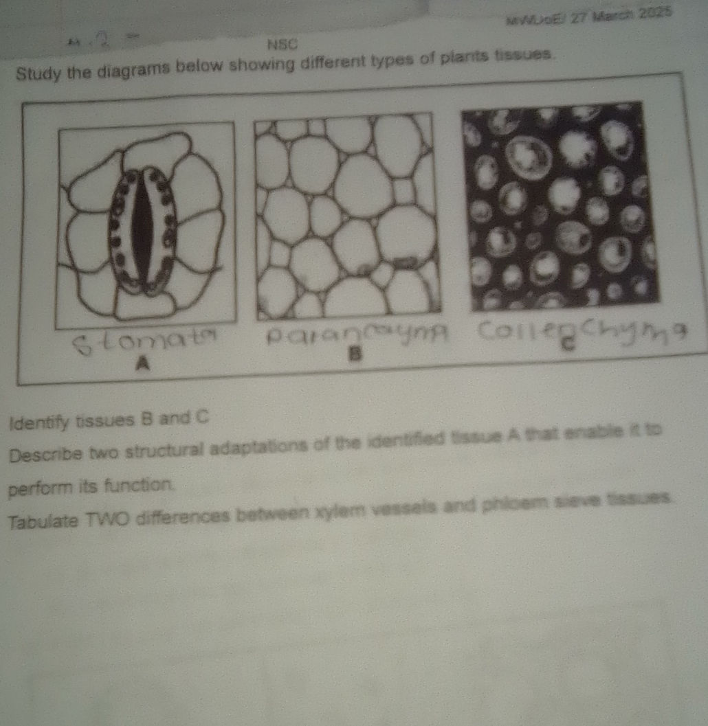 Identify tissues B and C Describe two | StudyX