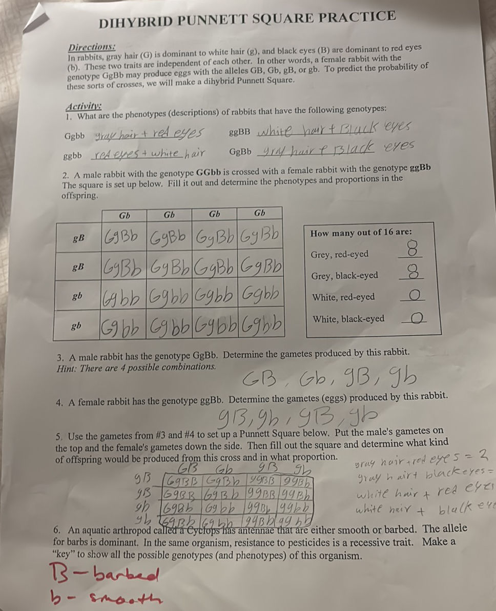 DIHYBRID PUNNETT SQUARE PRACTICE | StudyX