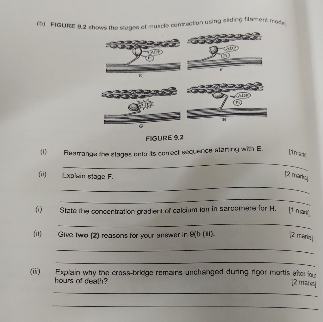 (i) Rearrange the stages onto its correct | StudyX