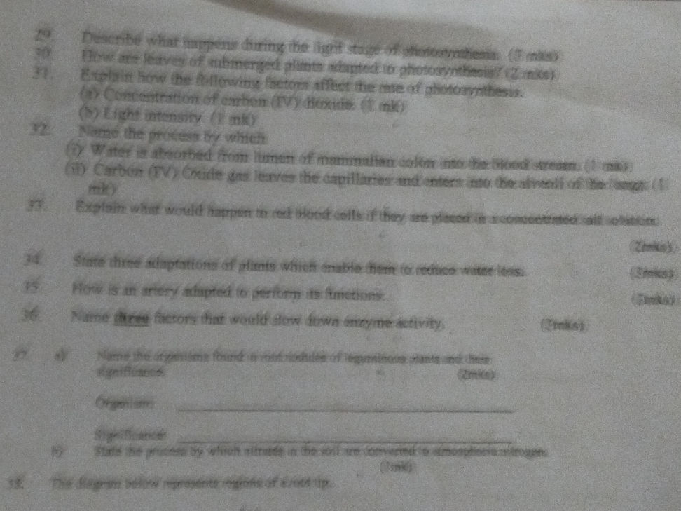 29. Describe what happens during the light | StudyX