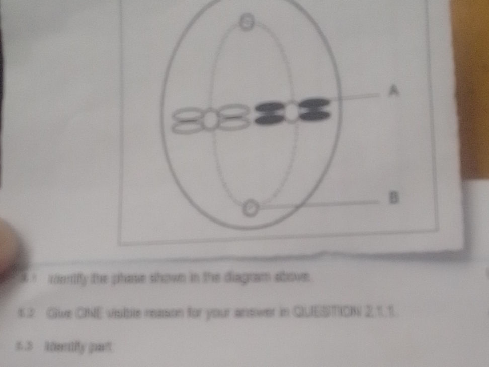 6.1 Identify the phase shown in the diagram | StudyX
