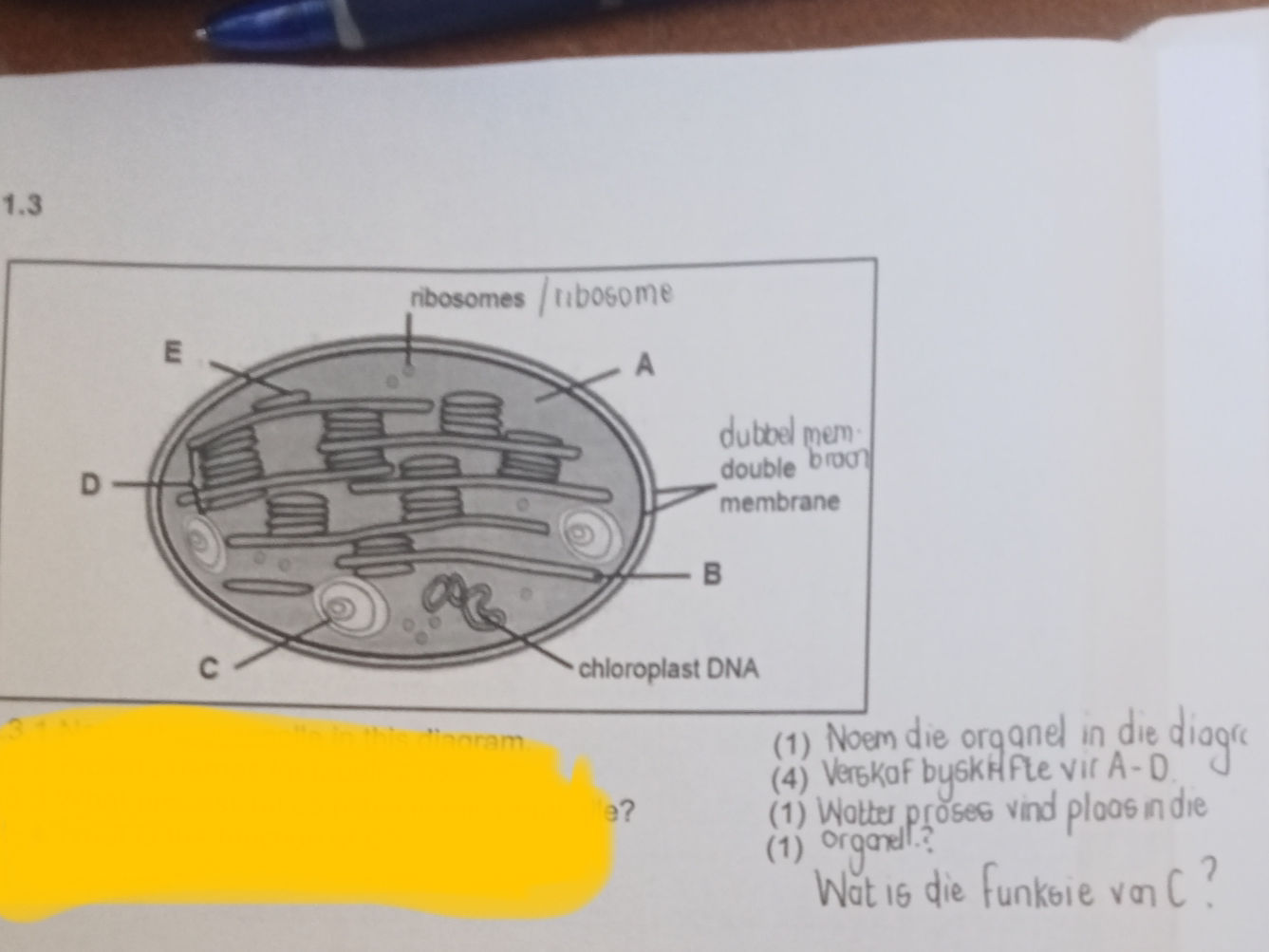 (1) Noem die organel in die diagre (4) | StudyX