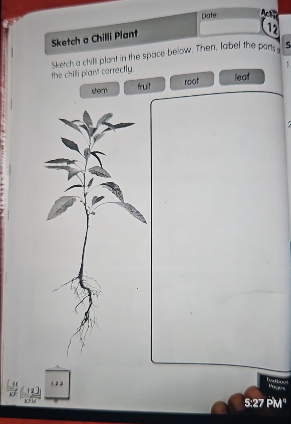 Sketch a chilli plant in the space below. | StudyX