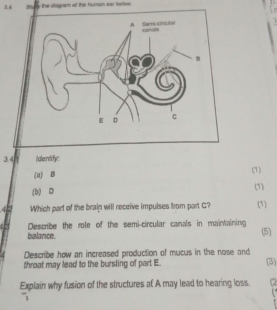 3.4 Study the diagram of the human ear | StudyX