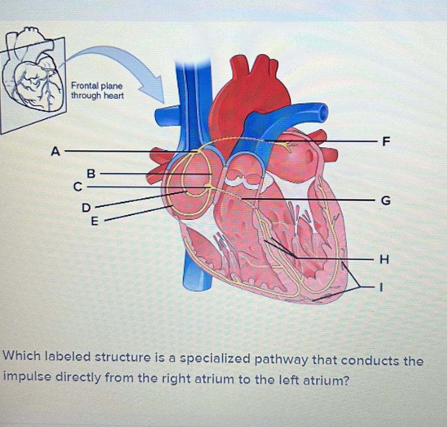 Which labeled structure is a specialized | StudyX