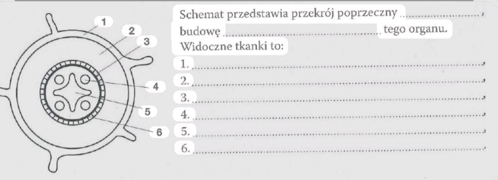 Schemat przedstawia przekrój poprzeczny... | StudyX