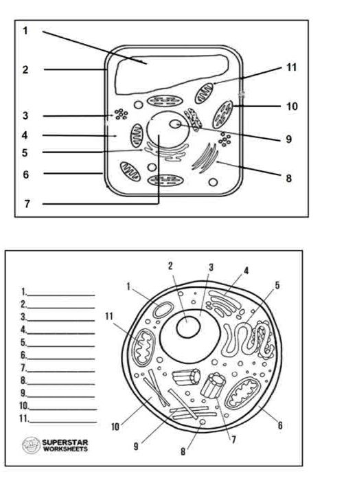 The image shows two diagrams of cells with | StudyX