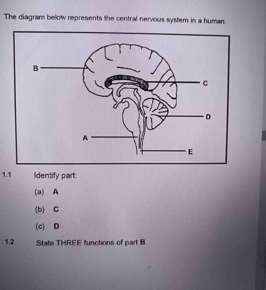 The diagram below represents the central | StudyX