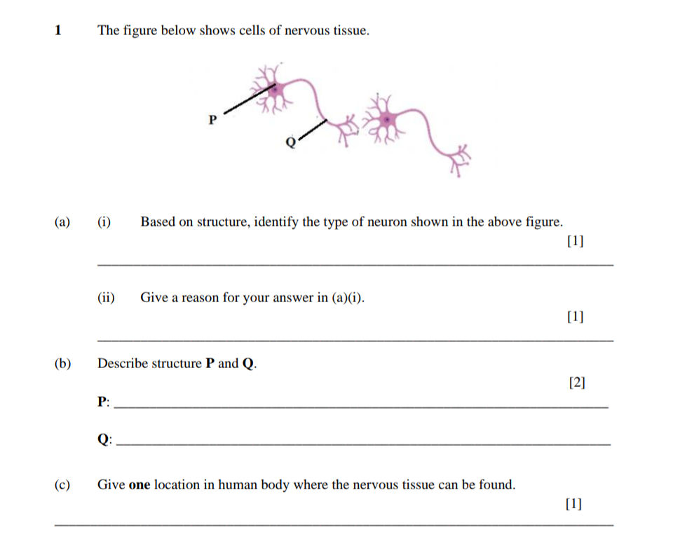 1 The figure below shows cells of nervous | StudyX