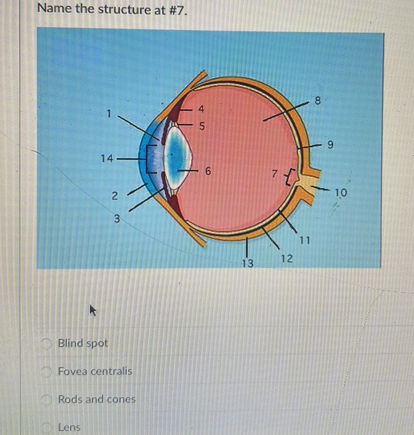 Name the structure at #7. Blind spot Fovea | StudyX