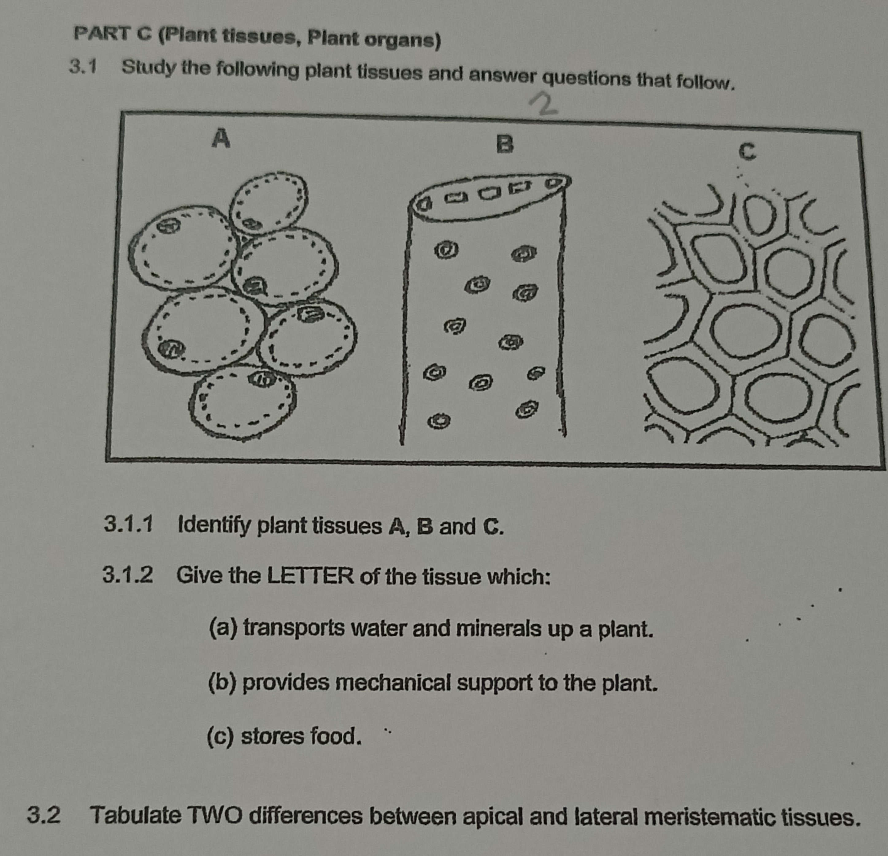 3.1 Study the following plant tissues and | StudyX