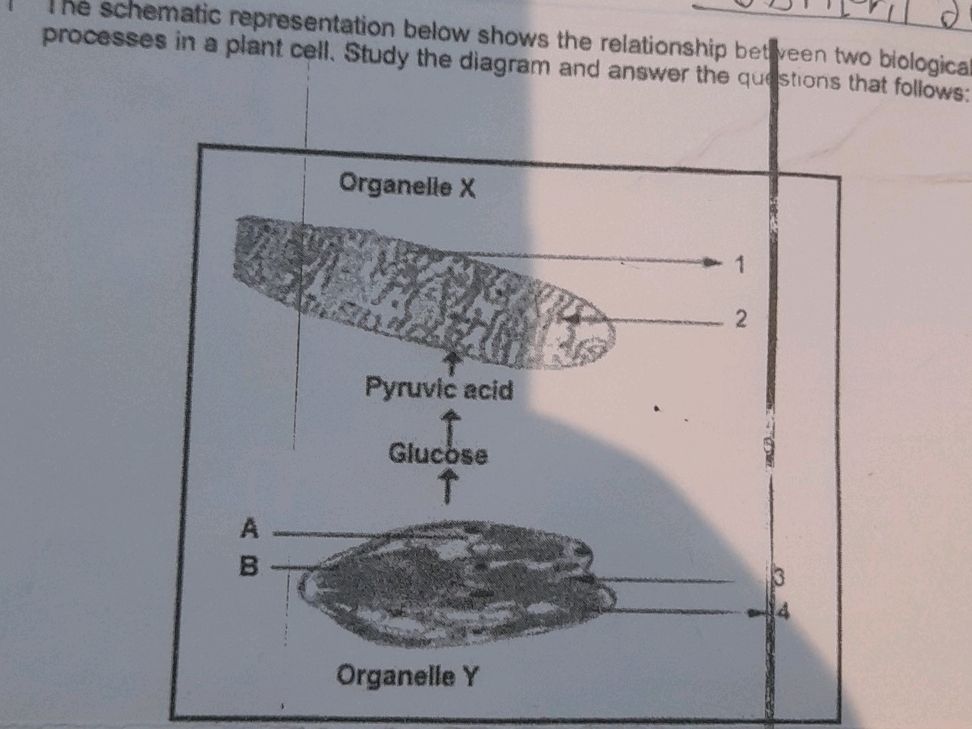 The schematic representation below shows the | StudyX