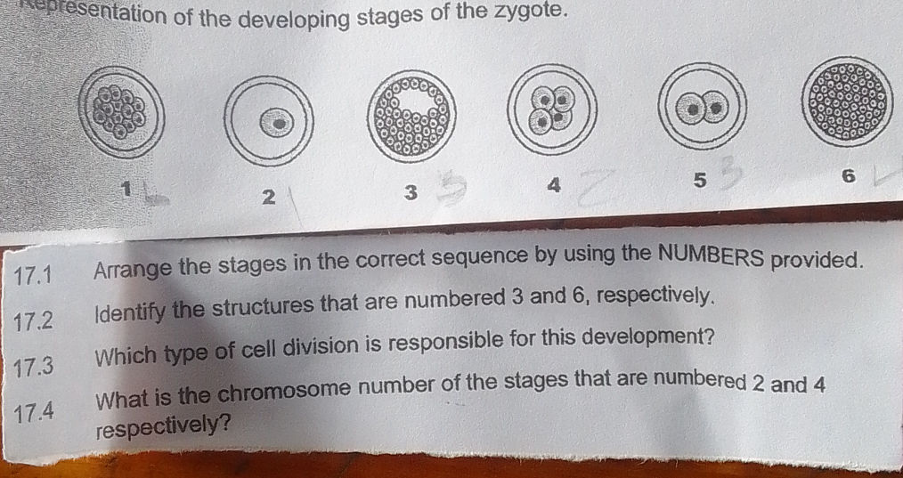 17.1 Arrange the stages in the correct | StudyX