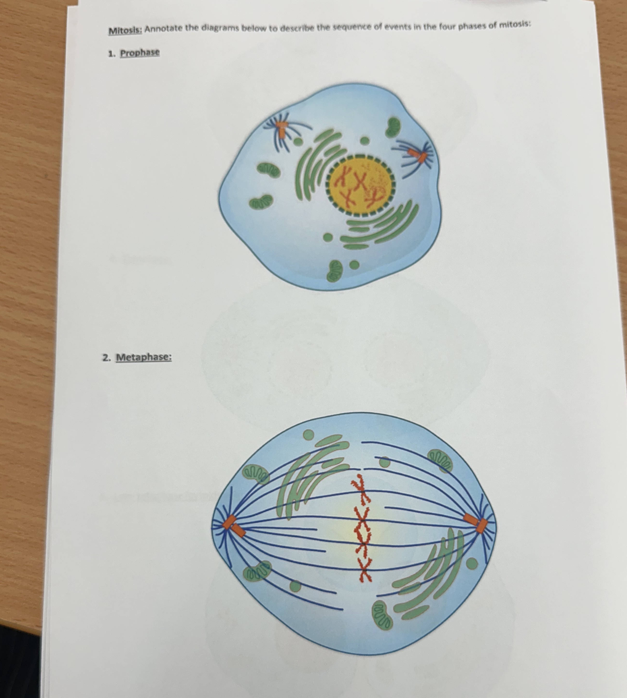 Mitosis: Annotate the diagrams below to | StudyX
