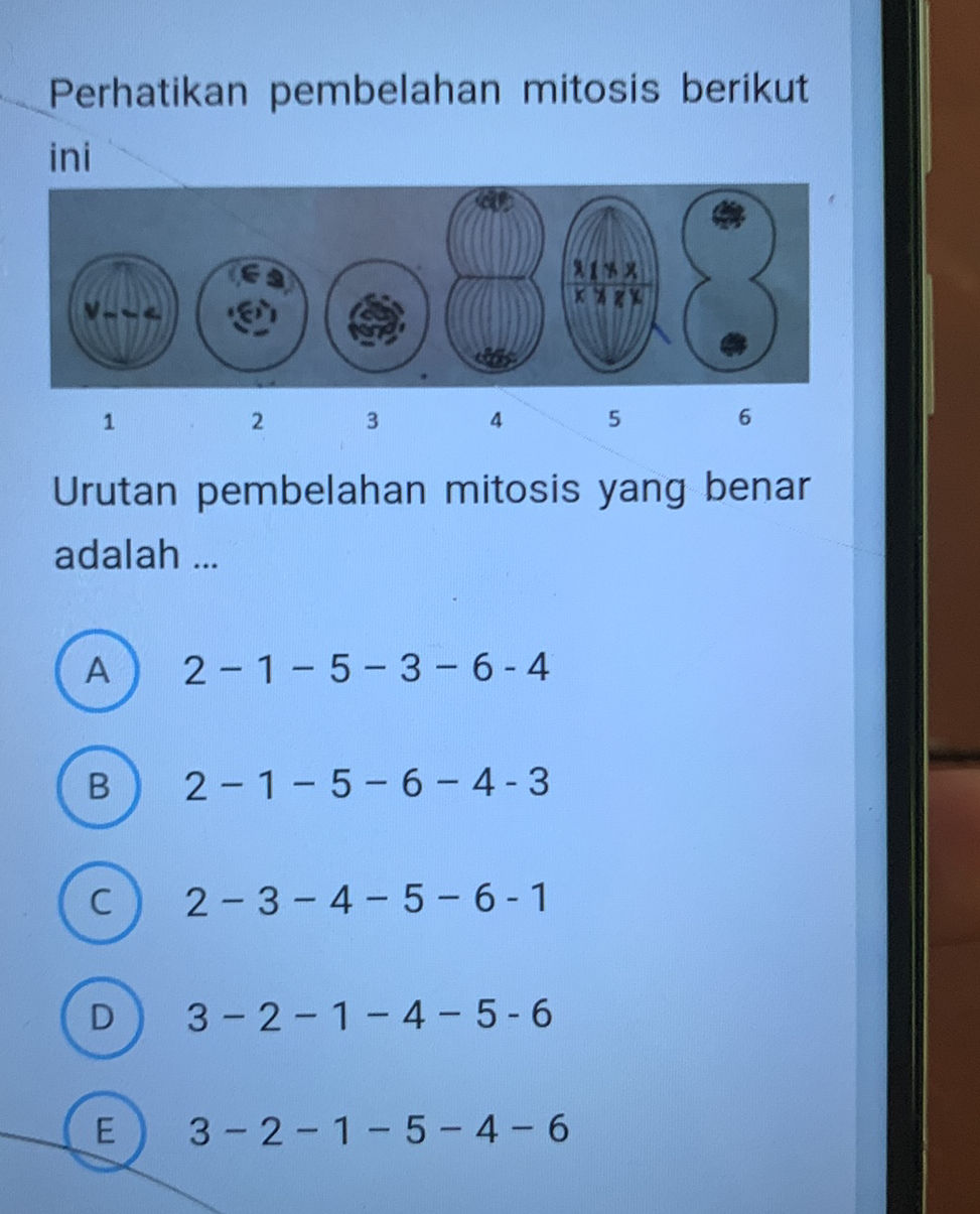 Perhatikan pembelahan mitosis berikut ini | StudyX