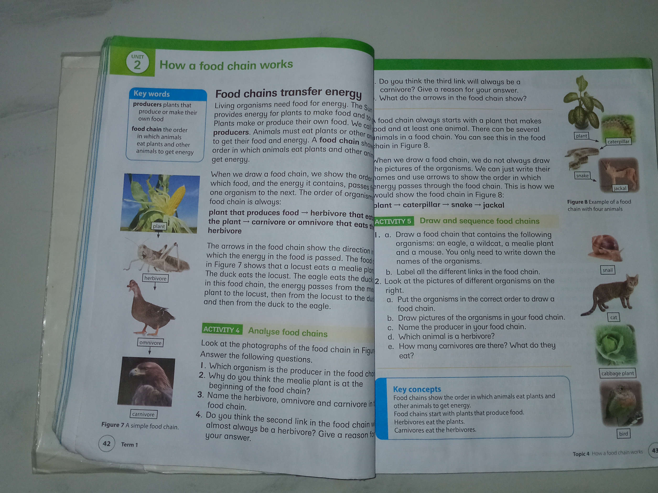 Which organism is the producer in the food