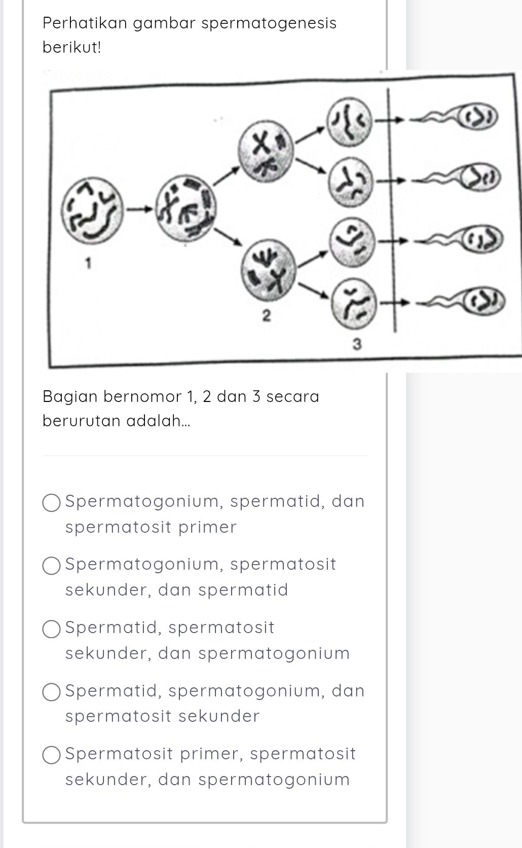 Perhatikan gambar spermatogenesis berikut! | StudyX