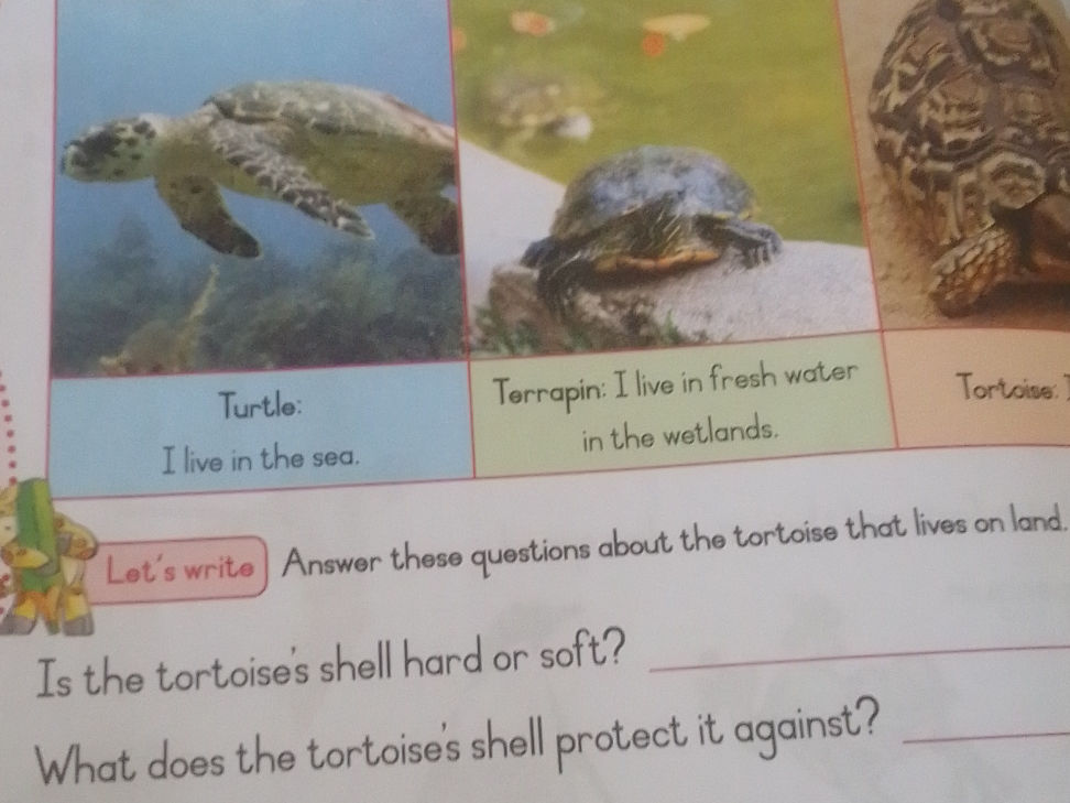 Answer these questions about the tortoise | StudyX