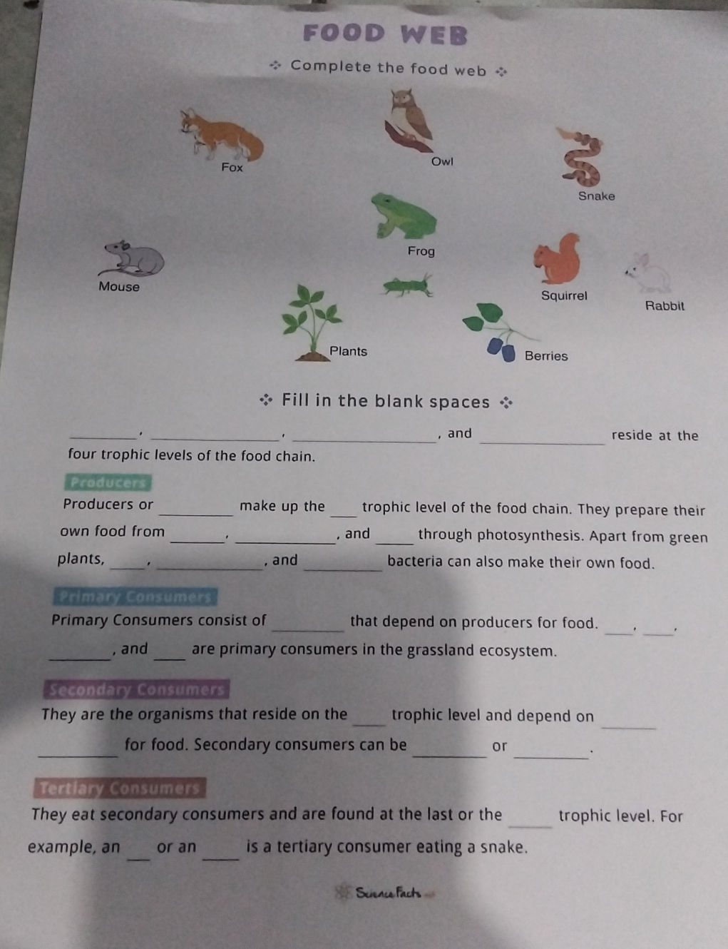 Fill in the blank spaces four trophic | StudyX