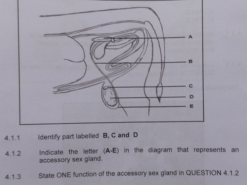 4.1.1 Identify part labelled B, C and D | StudyX