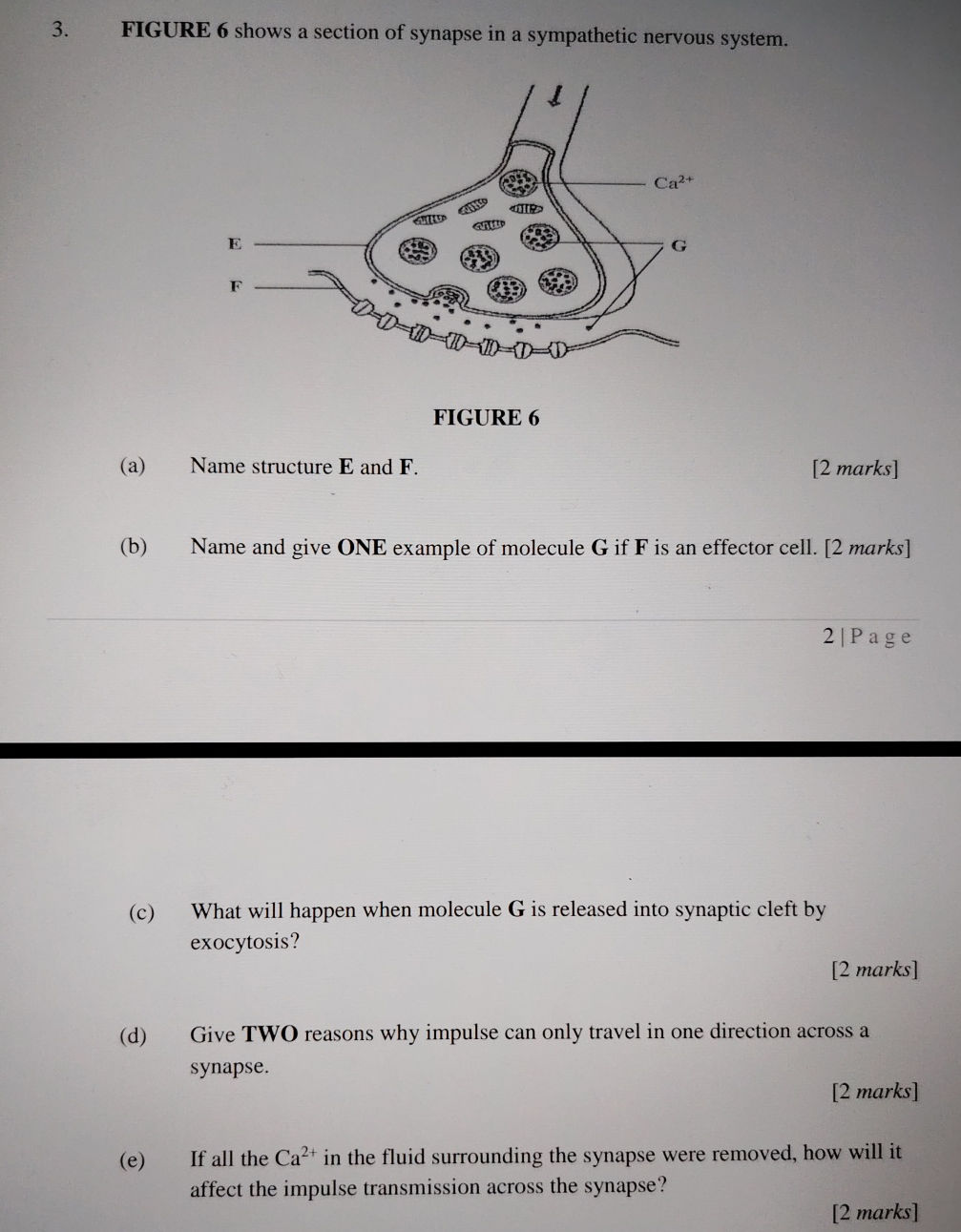 FIGURE 6 shows a section of synapse in a | StudyX